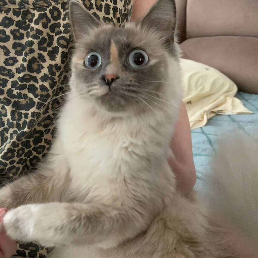 Котëнок в добрые руки