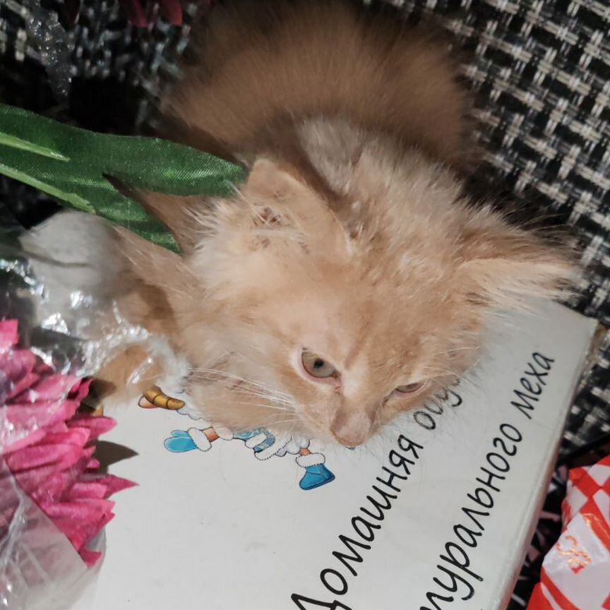 Отдам котенка в добрые руки мальчика