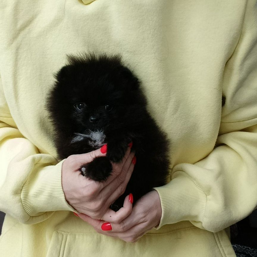 Померанский шпиц, щенок