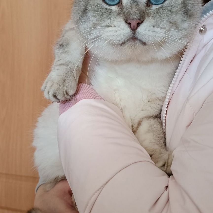 Британец в добрые руки