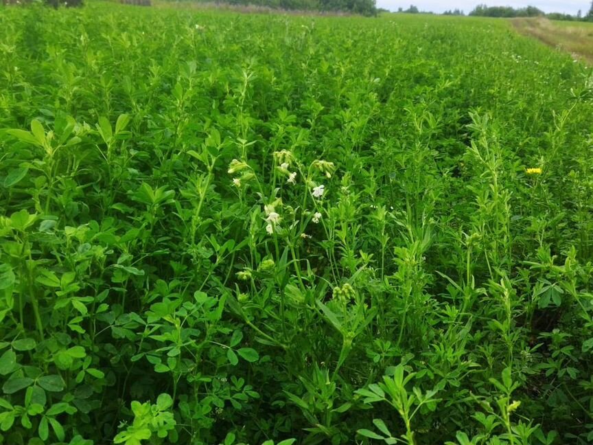 Люцерна в рулонах