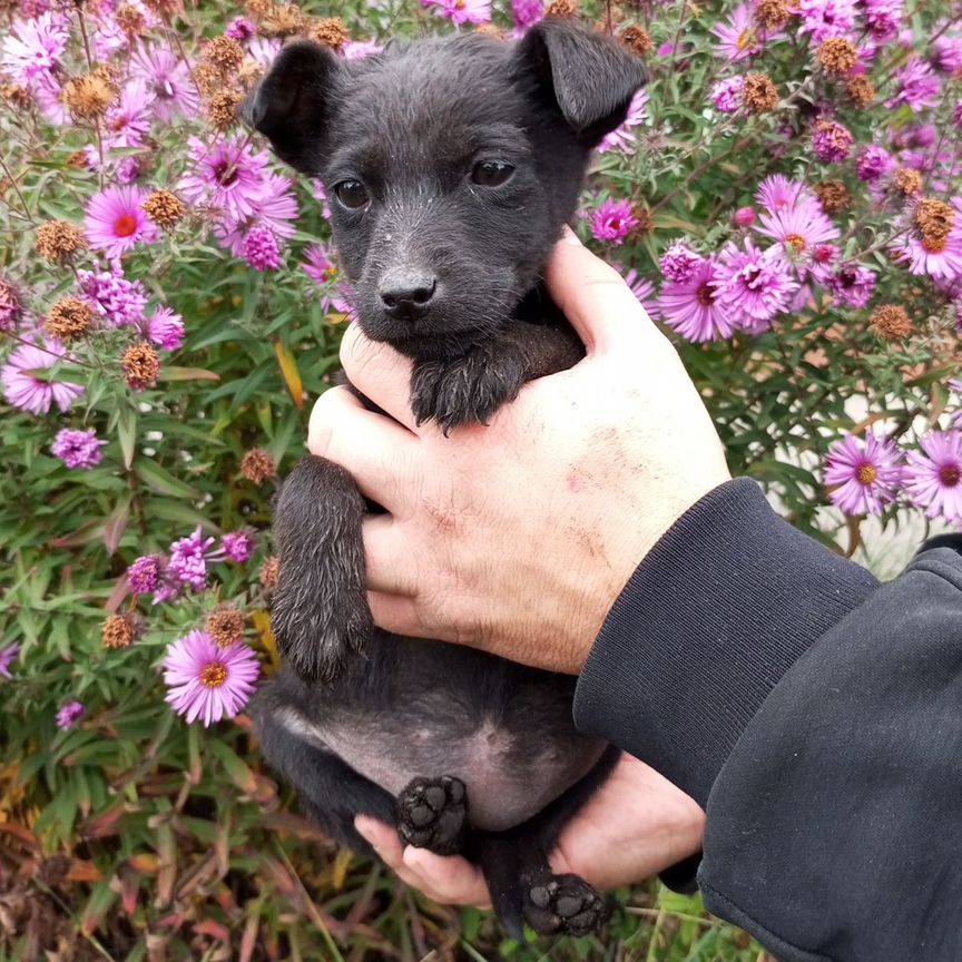 Щенок в добрые руки