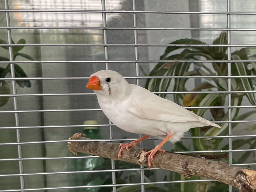 Зебровая амадина