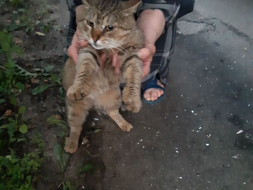 Кот потеряшка