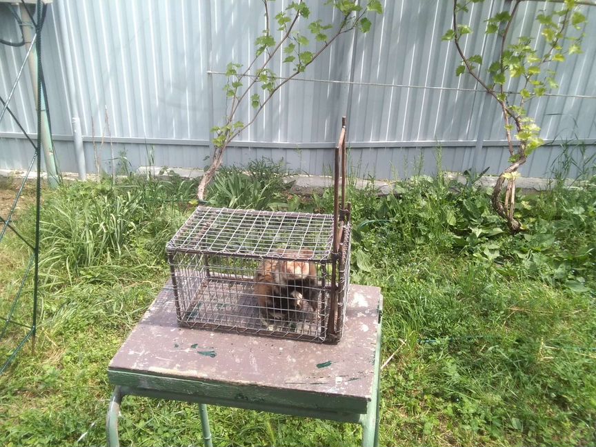 Ловушка для хомяка, крыс