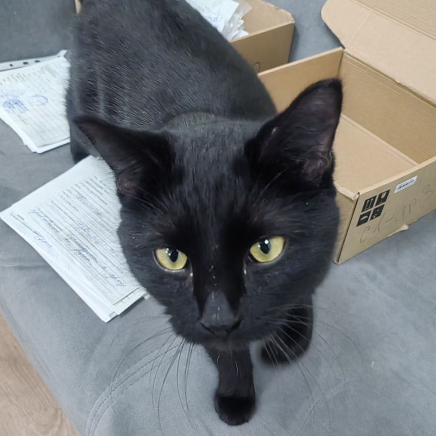 Ориентальный, взрослый кот