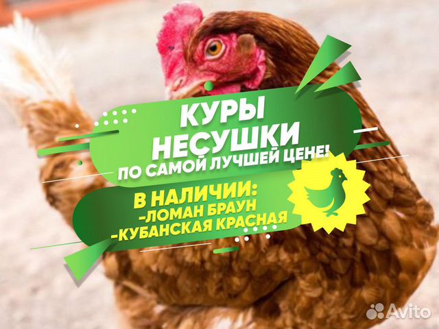 Куры несушки с доставкой