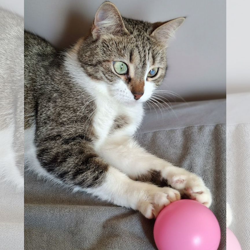 Взрослая, кошка в добрые руки