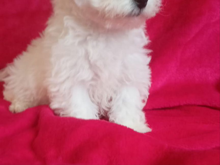 Бишон фризе кобельки