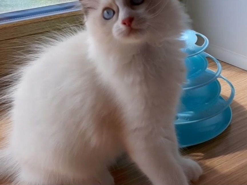 Котята рэгдолл