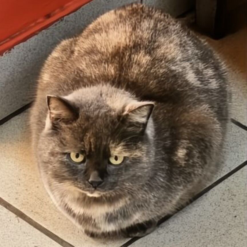 Британская короткошёрстная кошка, взрослая