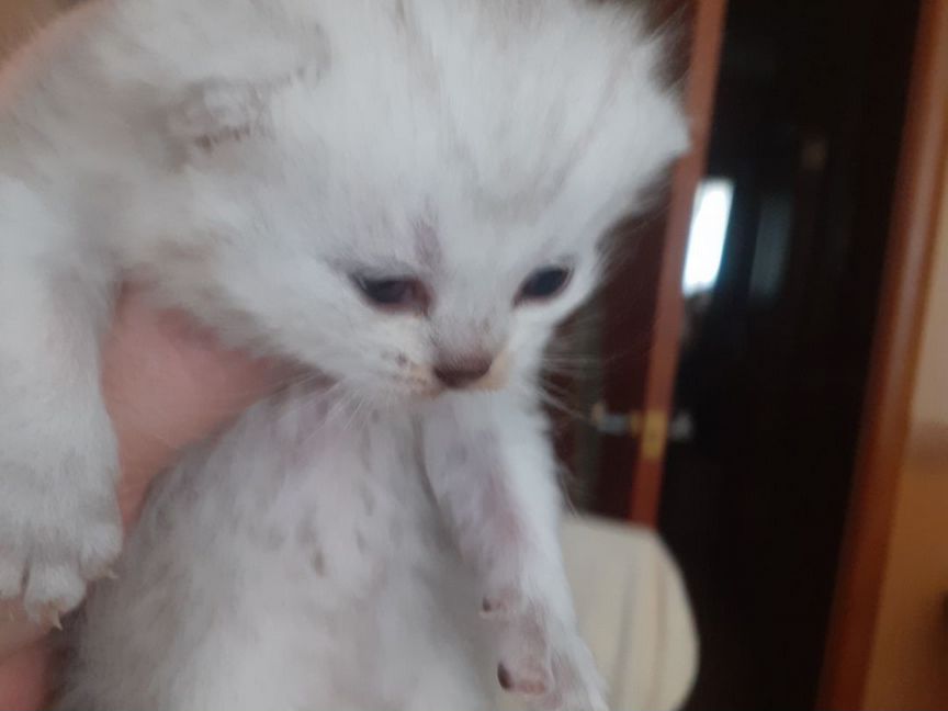 Шотланский котик вислаухий
