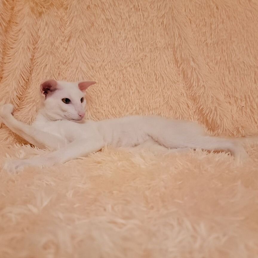 Ориентальный котёнок