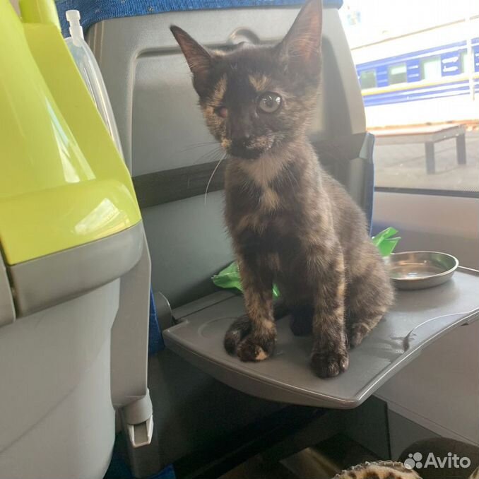 Трехцветная черепашка на счастье