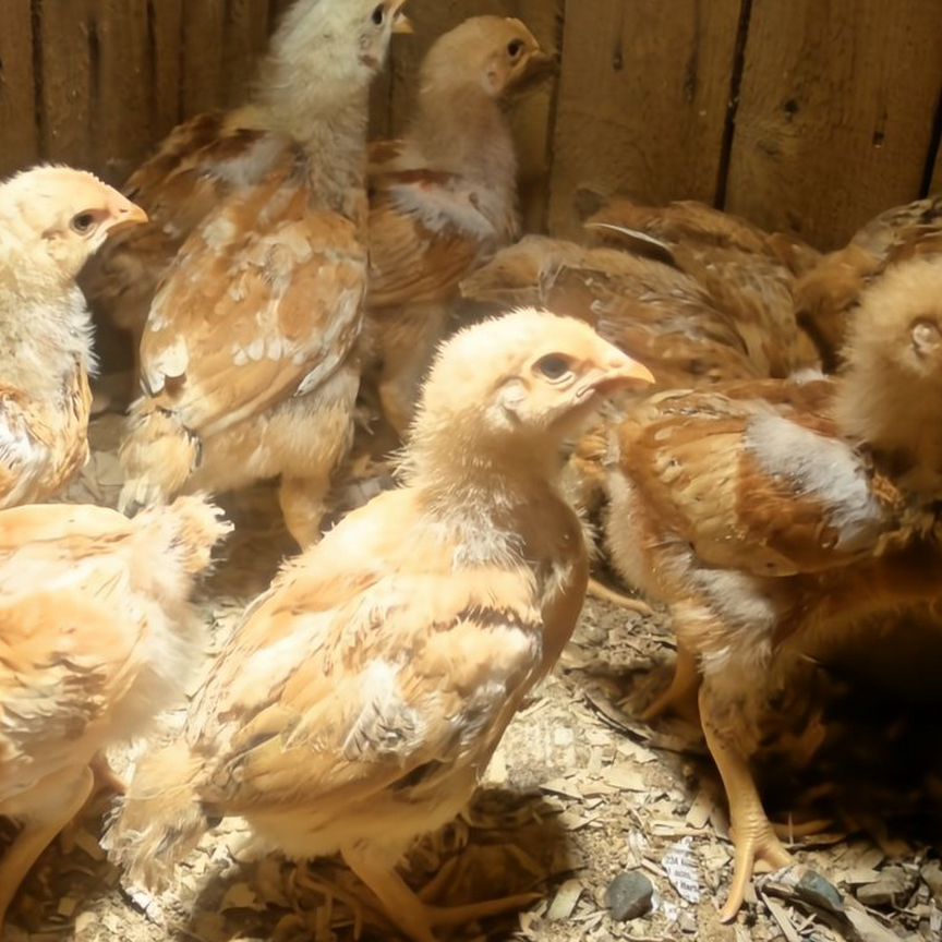 Цыплята Кучинской юбилейной