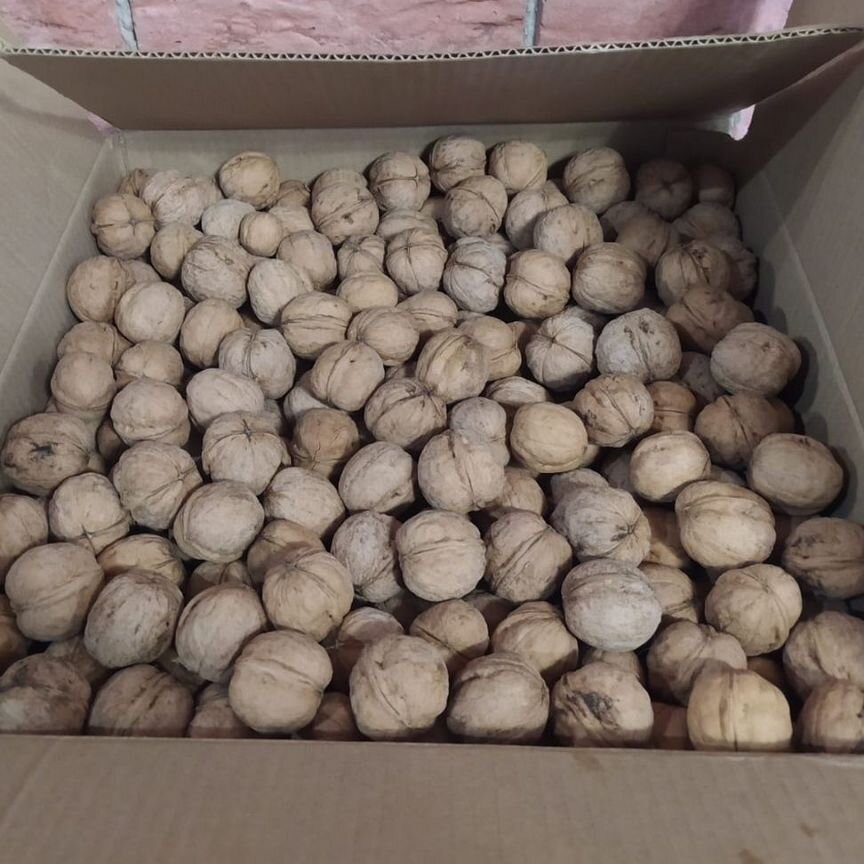 Орехи урожай 2023 на корм для животных