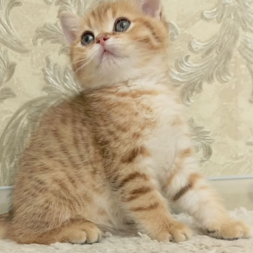 Золотой кот