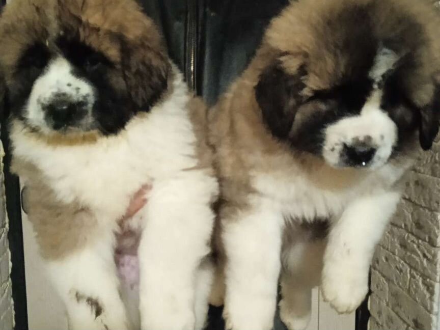 Московская сторожевая