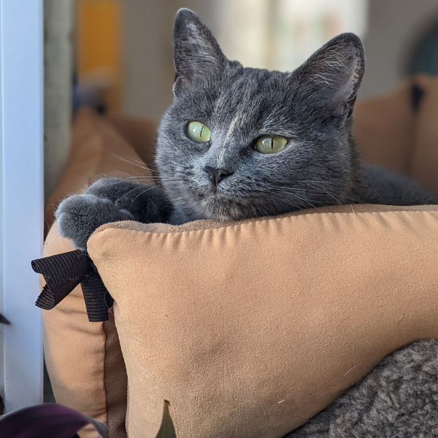 Взрослая, кошка в добрые руки