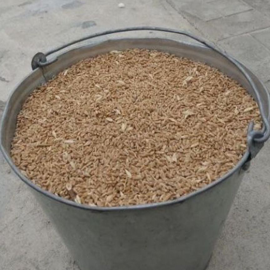 Зерно пшеница