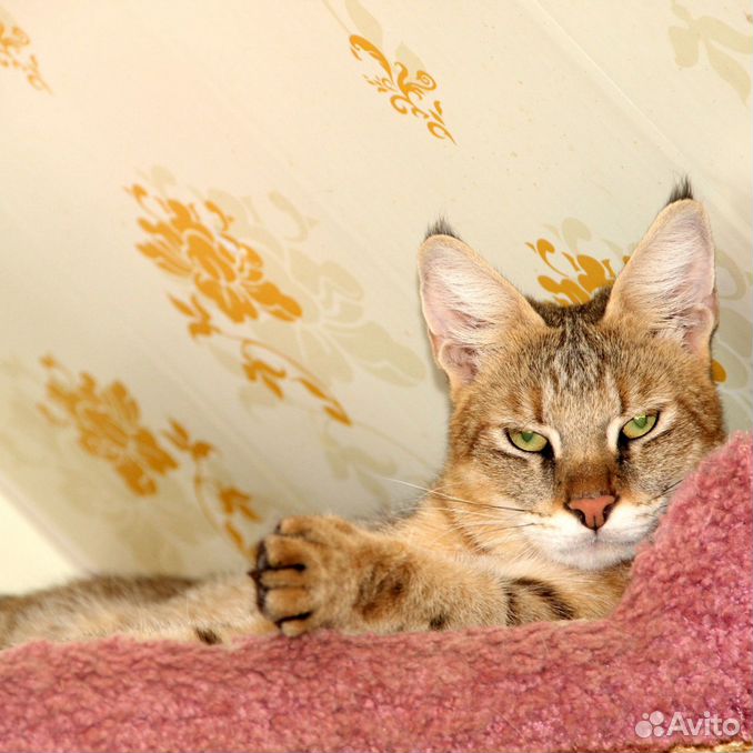 Чаузи Ф1 (85 процентная) девочка