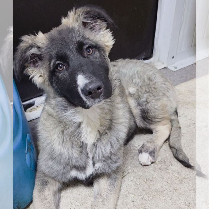 Щенок в добрые руки