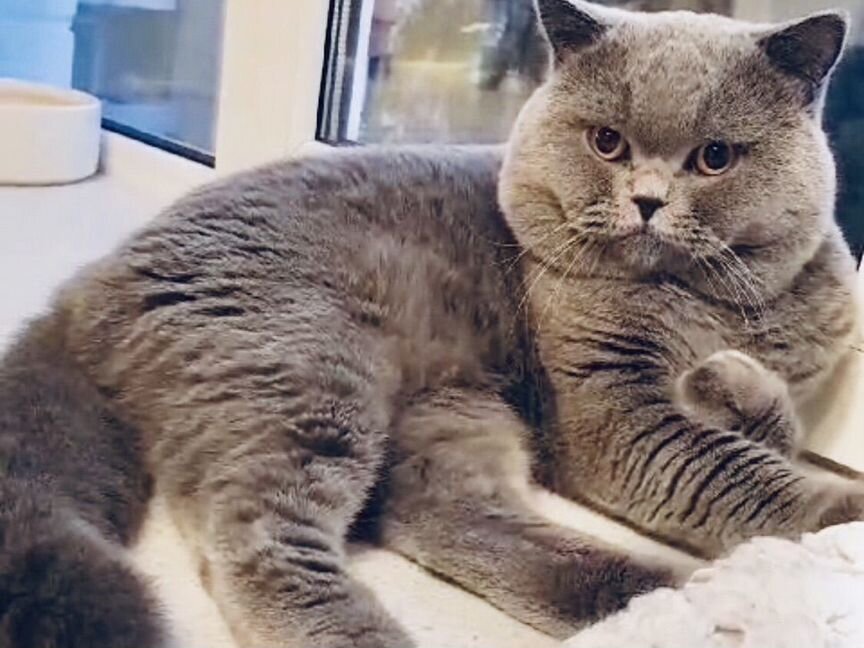 Британский котик в добрые руки