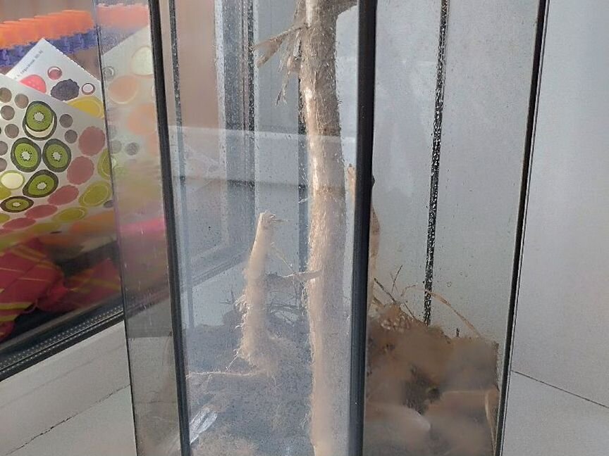 Архимандриты в доме)