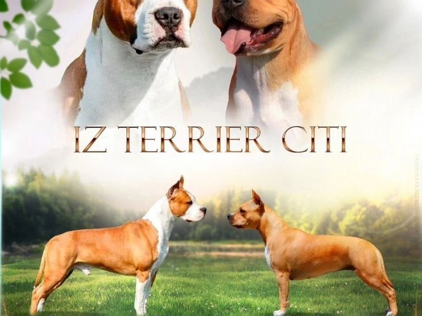 Детки в питомнике Iz Terrier Citi