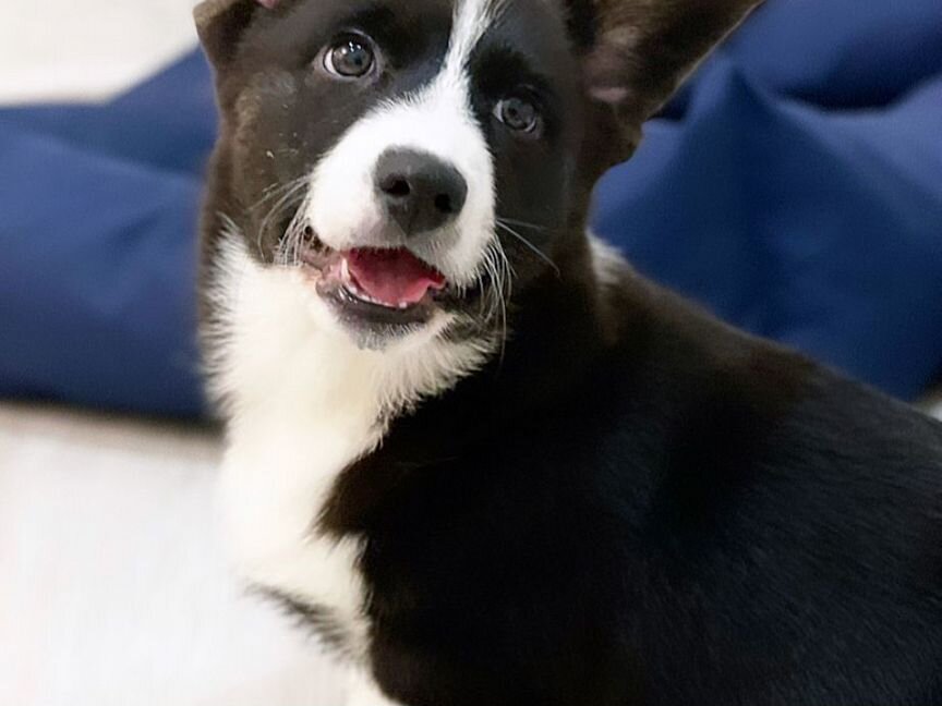 Вельш Корги Кардиган Ариша