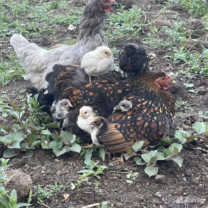 Курица с цыплятами