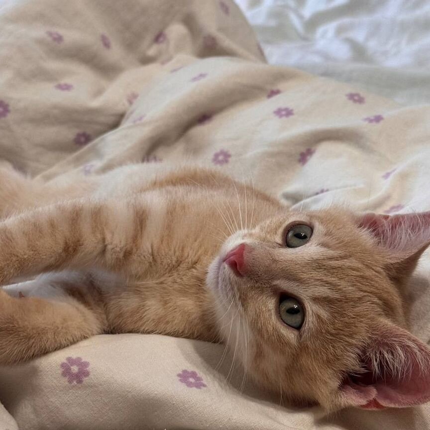 Котенок Персик ищет новый дом