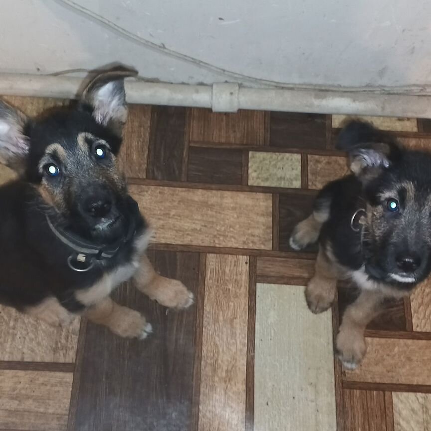 Дворняжки, возможно помясь