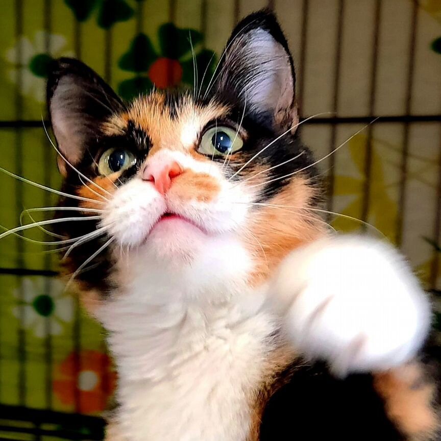 Кошка для настоящей дружбы
