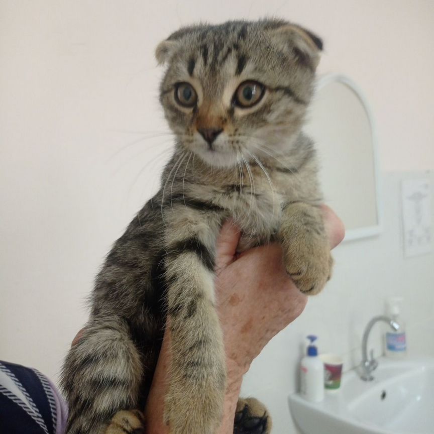 Бездомный вислоухий котёнок