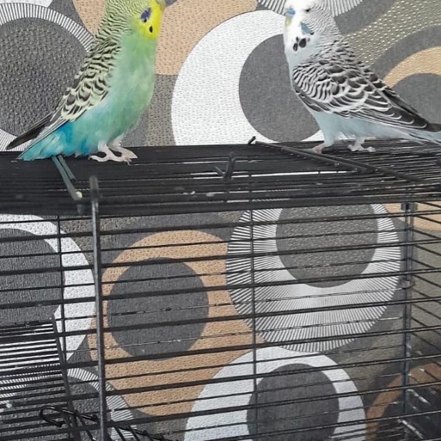 Попугай получех