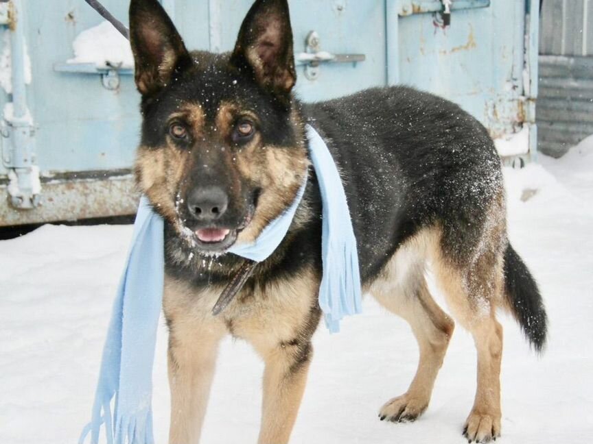 Овчар Покер в добрые руки