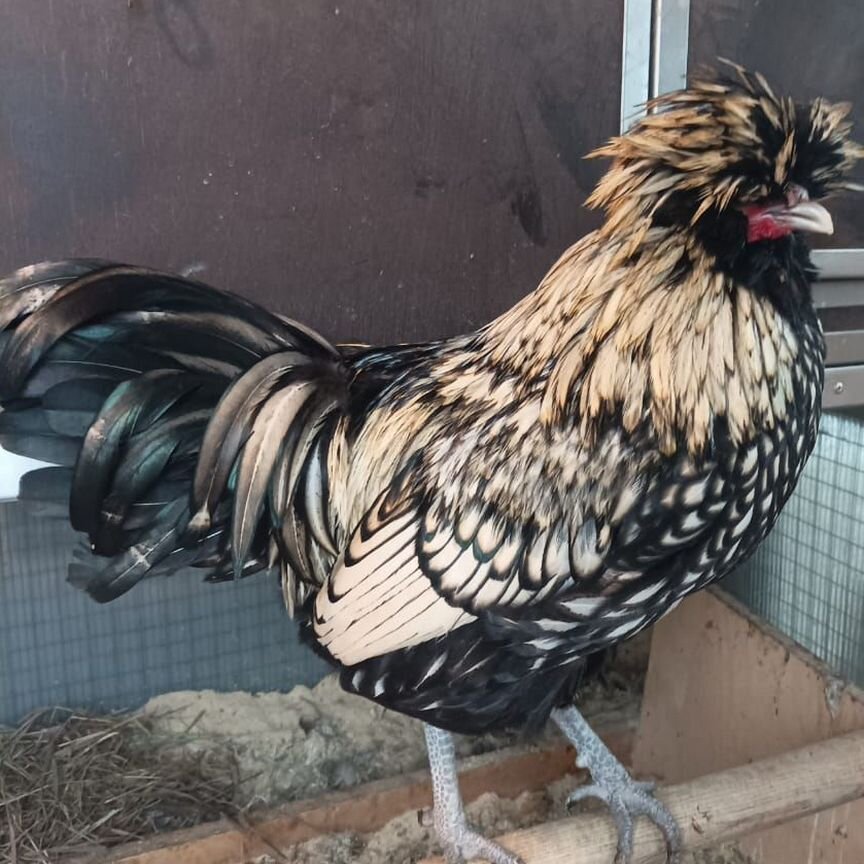 Молодые петухи