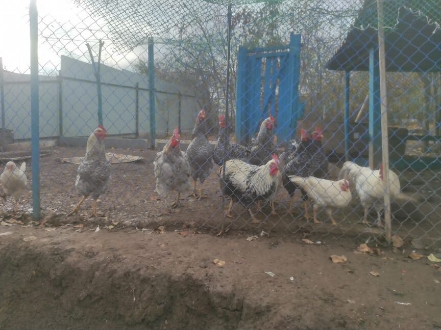 Бойцовые петухи