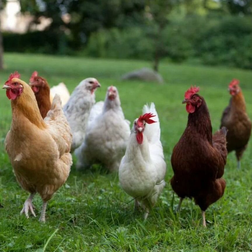 Куры несушки