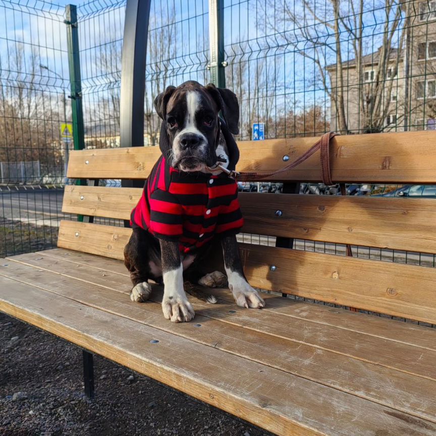 Щенки немецкого боксера