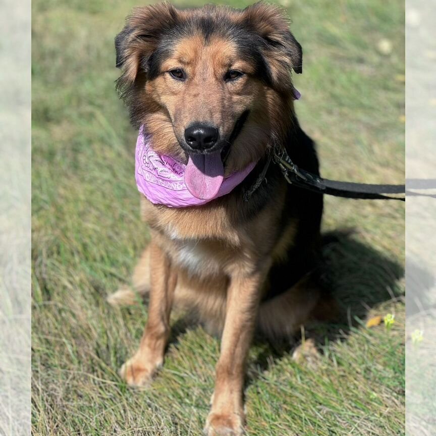 Гарик чудо пес