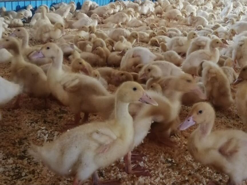 Утки Черри велли