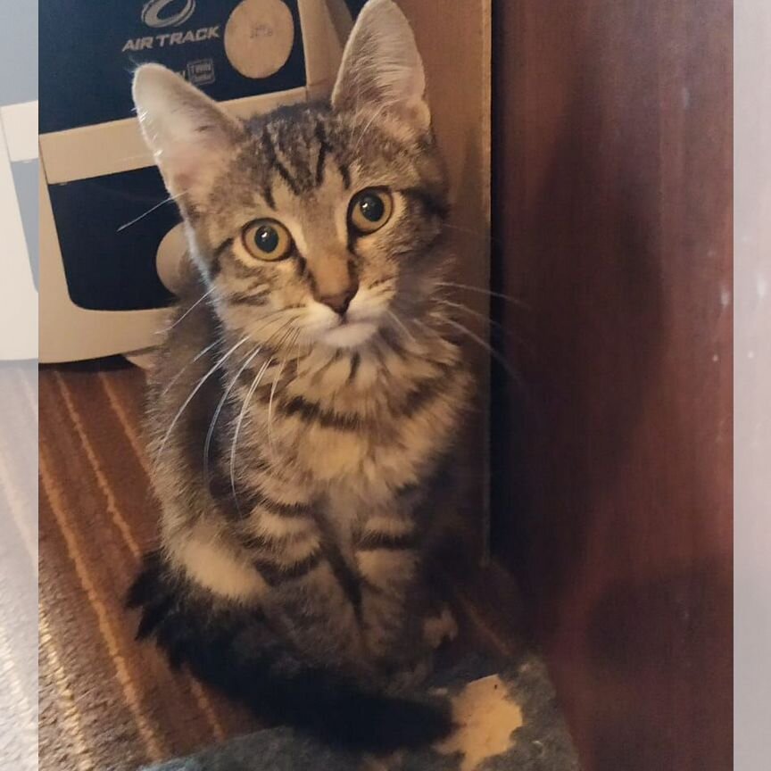 Котодевочка ищет дом