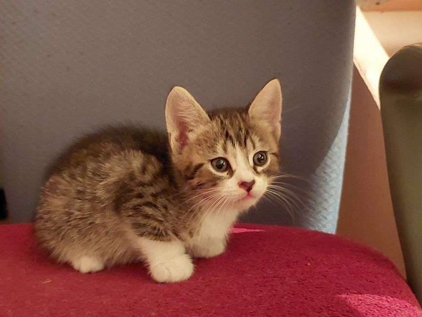 Котята, двухмесячные, в добрые руки