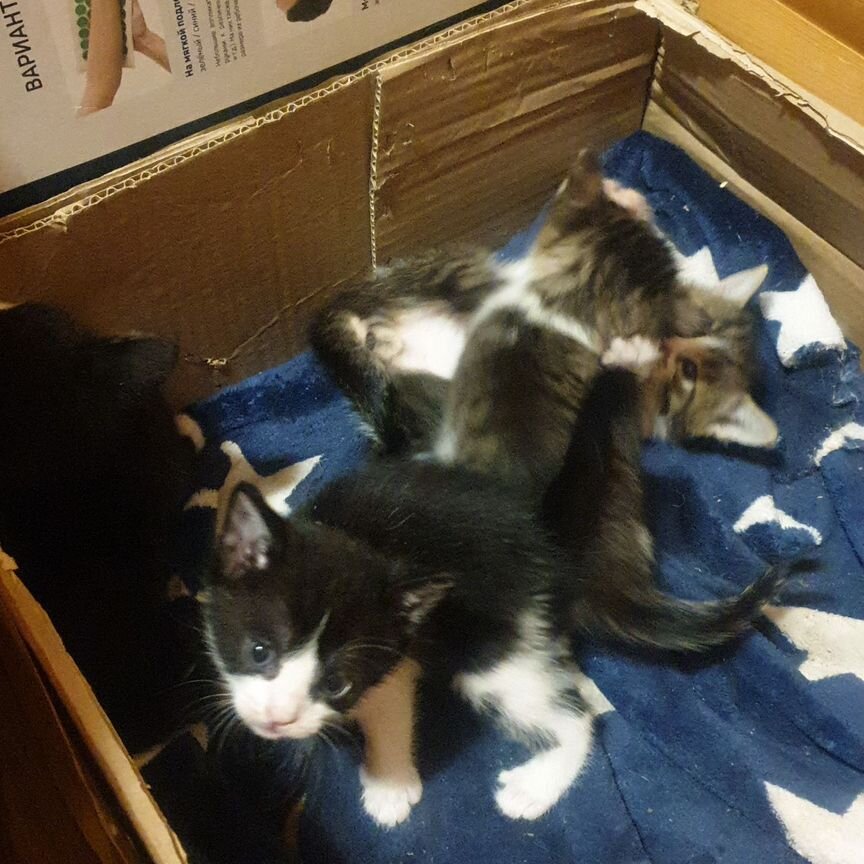 Котята в добрые руки бесплатно