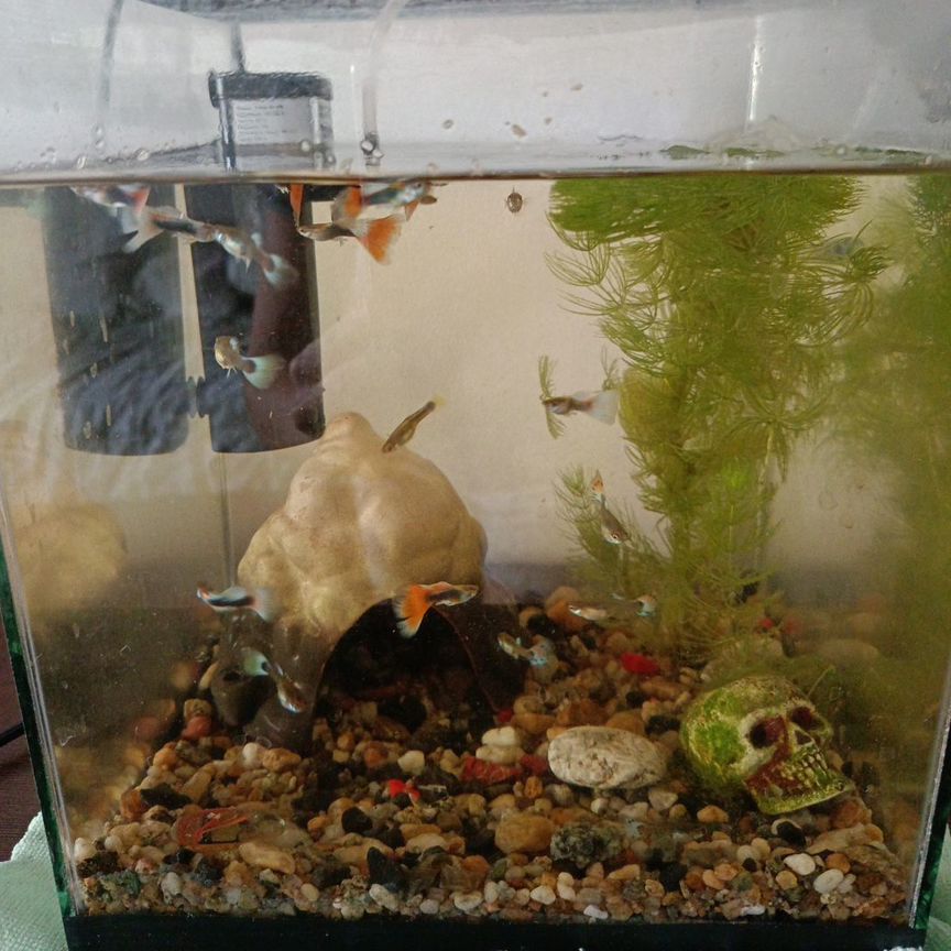 Аквариум 15 л с рыбками