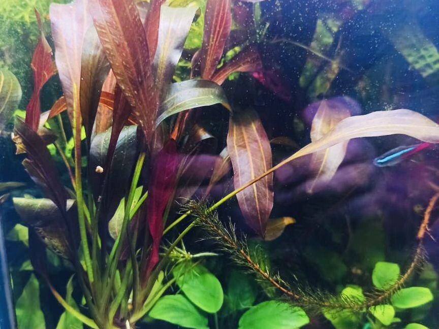 Аквариумное растение Эхинодорус