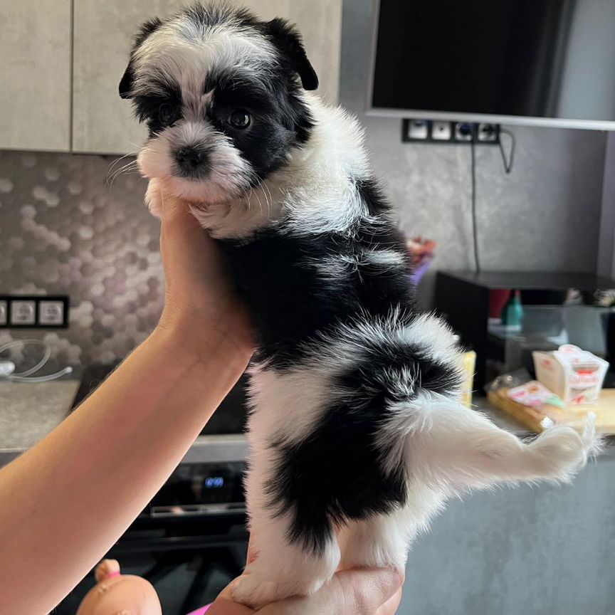 Мега Крутая Беби фейс