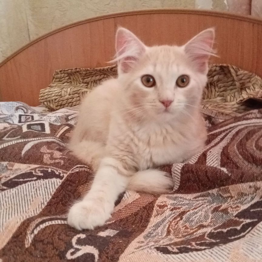 Котенок ищет дом